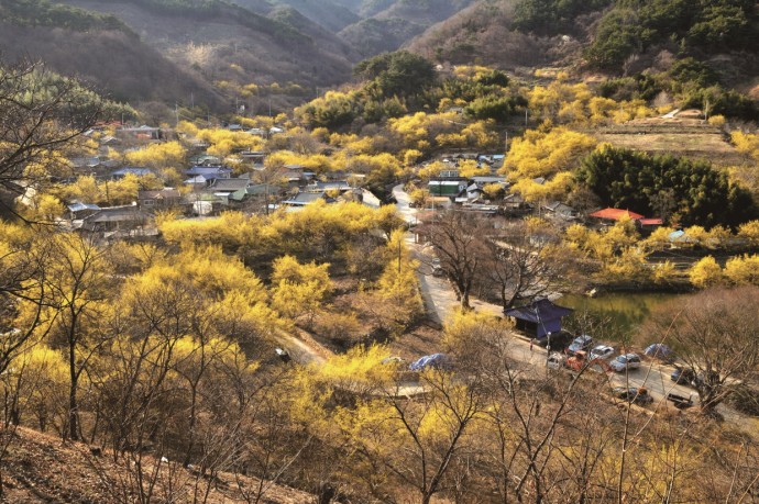 Gurye Sansuyu Festival – SEOUL Magazine